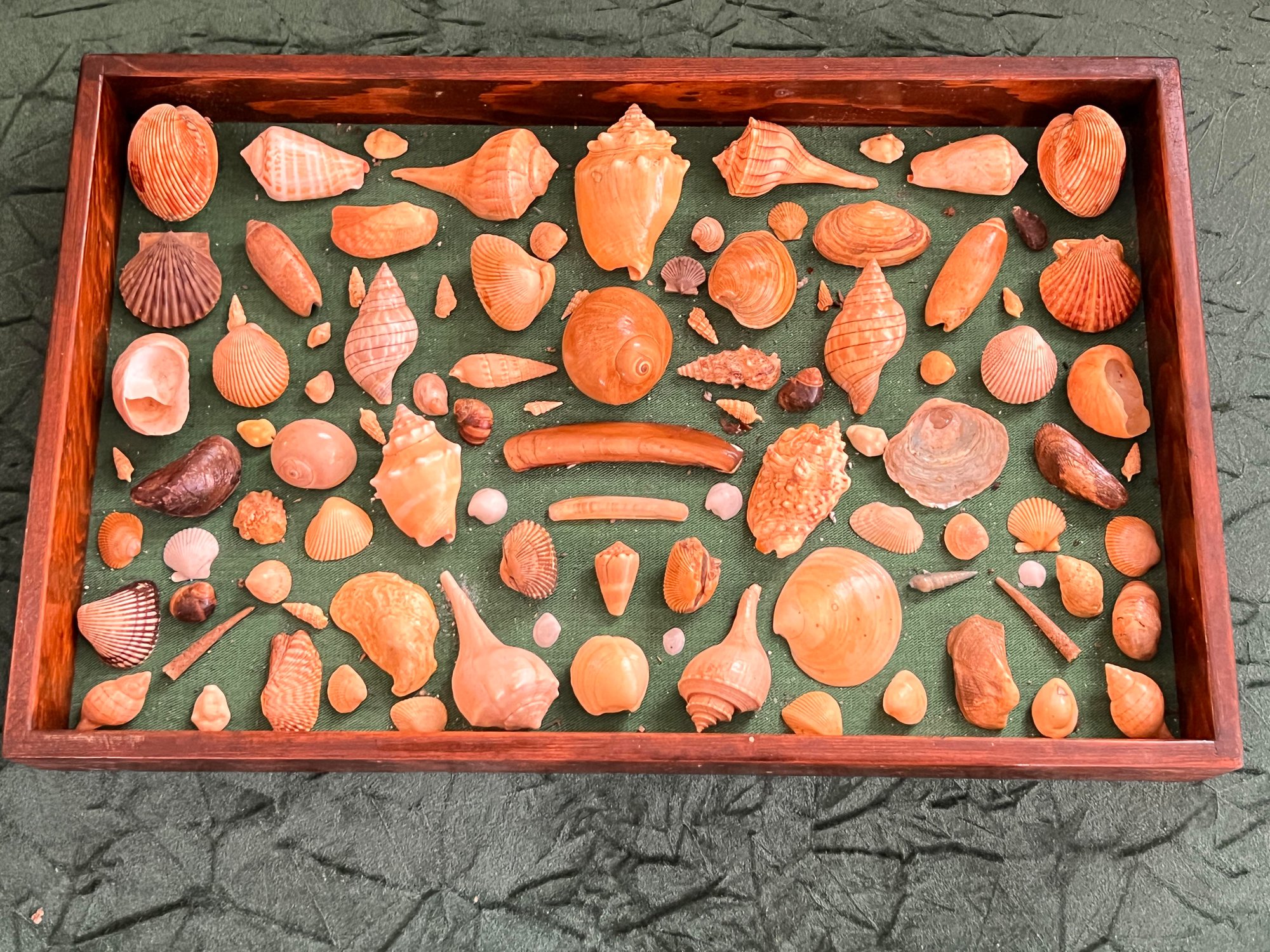 (C-58) VINTAGE 1950'S COLLECTION OF ASSORTED LONG ISLAND SEA SHELLS IN ...