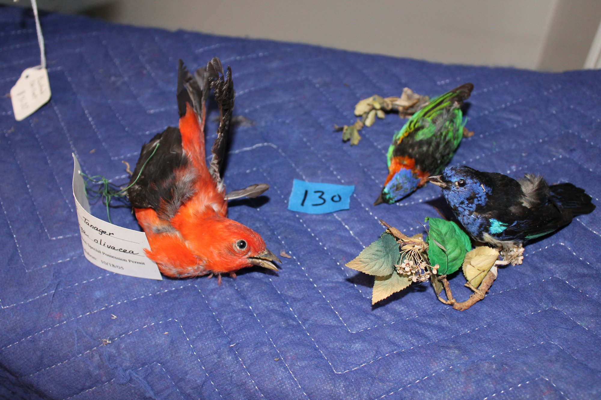 130 ~ Set 3 Taxidermy Birds ( Nature Museum Warner Nh ) #20757 ...