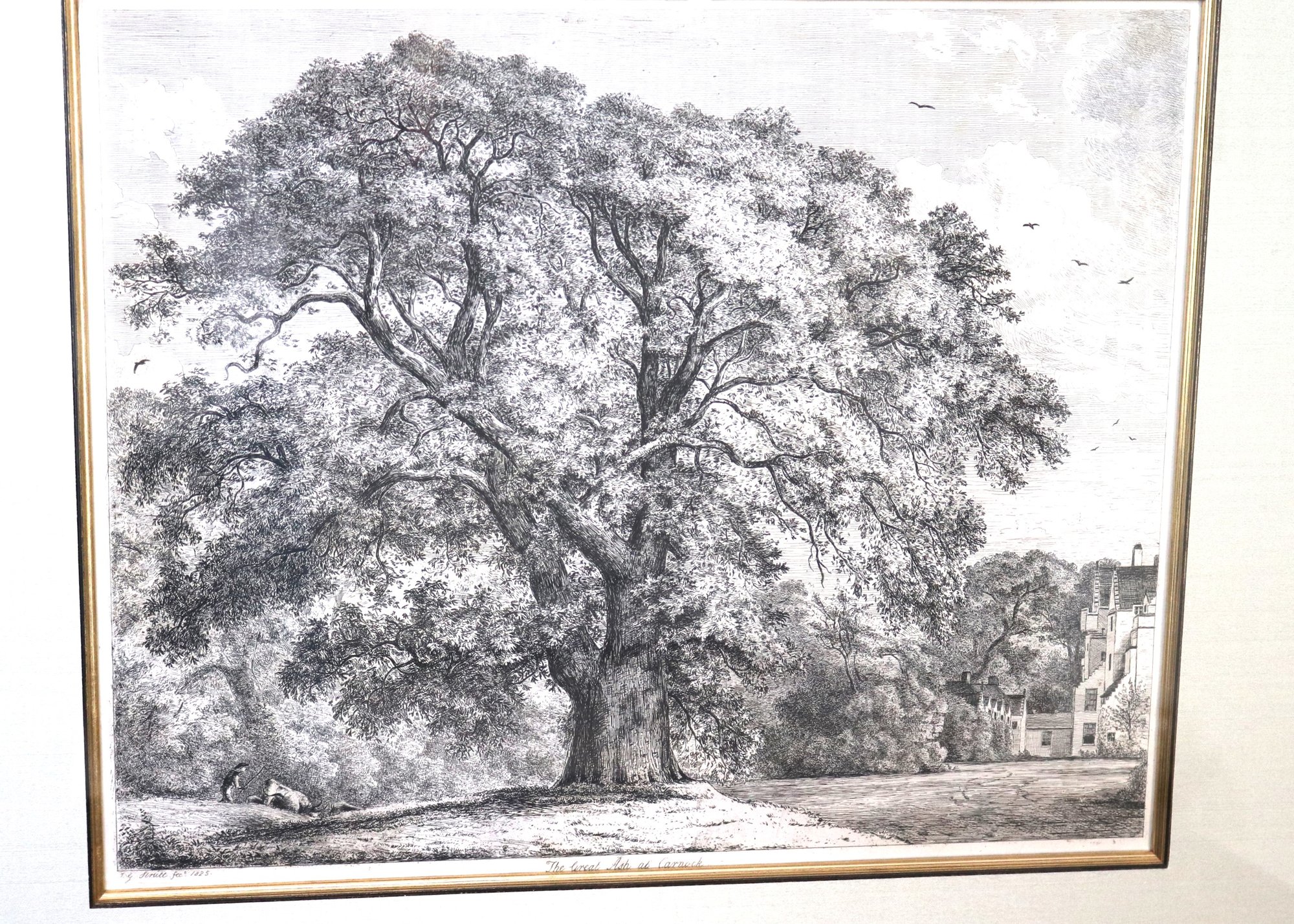The Great Ash At Carnock Etching 1825 By Listed Artist Jacob George ...
