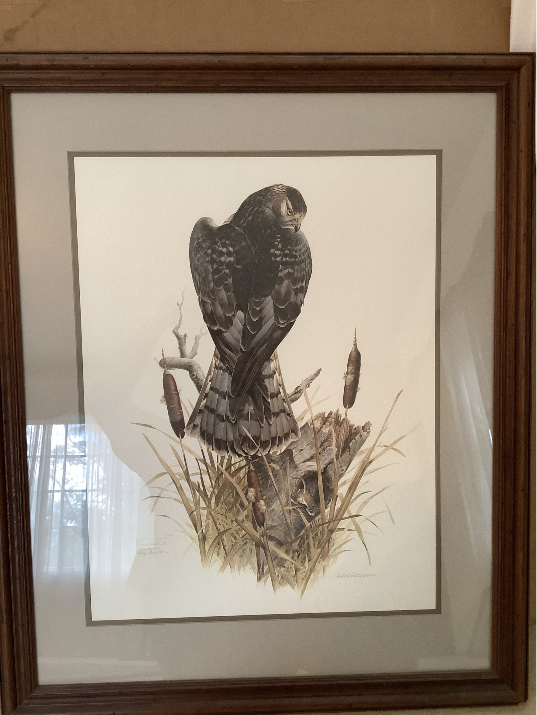 Don Whitlatch Signed And Numbered 616/1500 Marsh Hawk Print #3211 ...