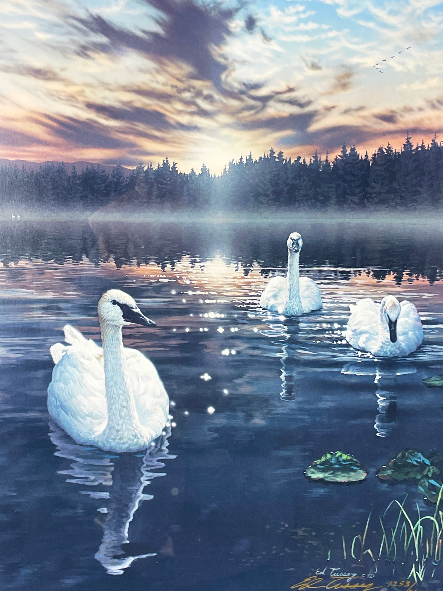 Signed Ed Tussey Swans Early Light Ltd. Edition Art Print #25030 ...